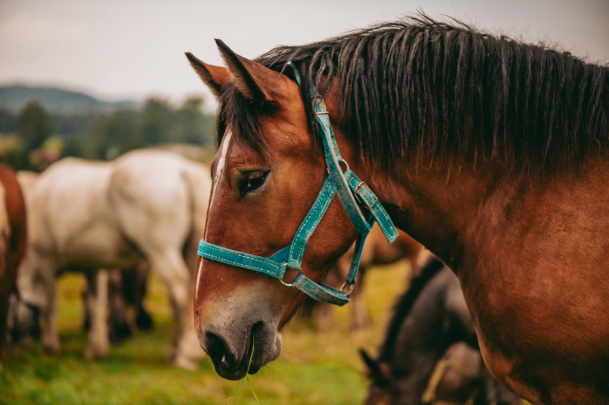 Curso Barefoot Profesional | Escuela de Herradores Sierra Norte